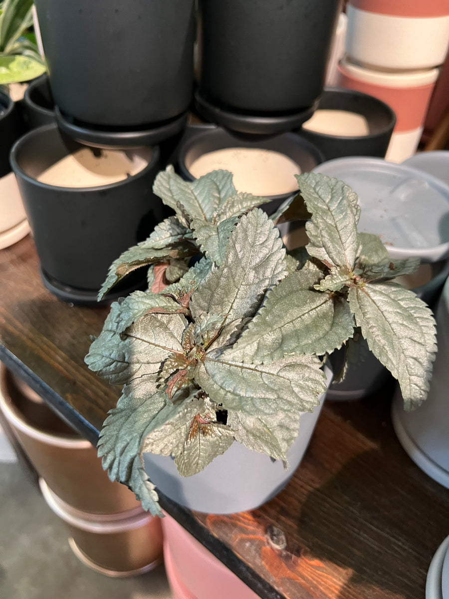 Pilea Silver Tree – Lush Plant Co. Decatur