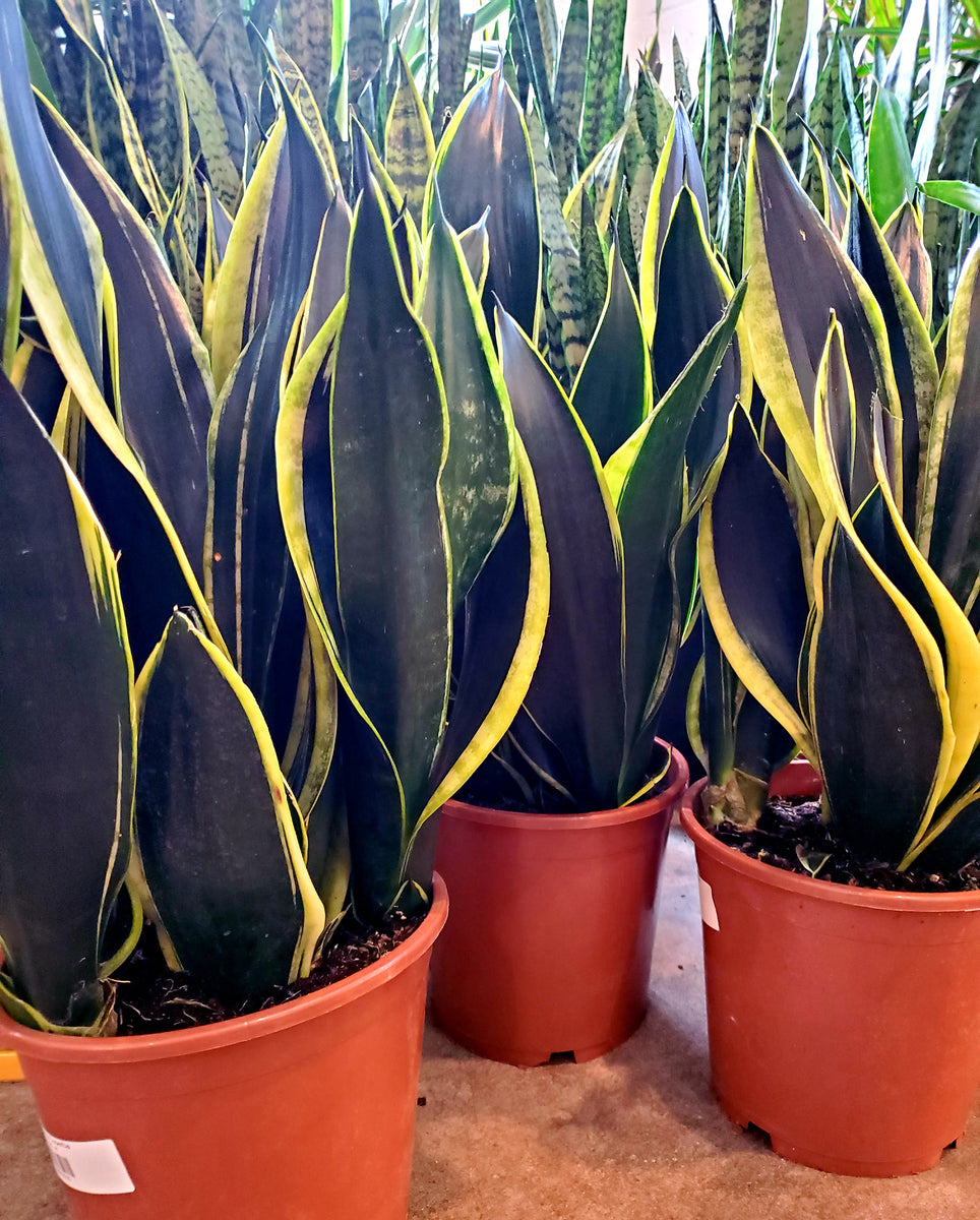 Sansevieria Superba - Black Gold – Lush Plant Co. Decatur