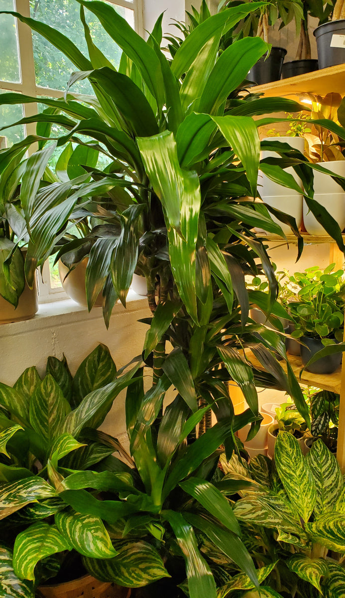 Dracaena Janet Craig Cane – Lush Plant Co. Decatur