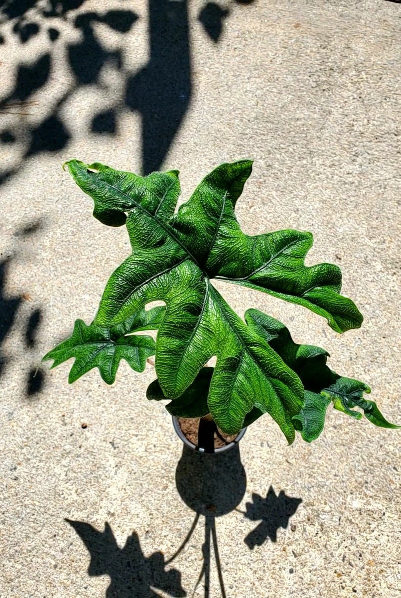 Alocasia Jacklyn – Lush Plant Co. Decatur